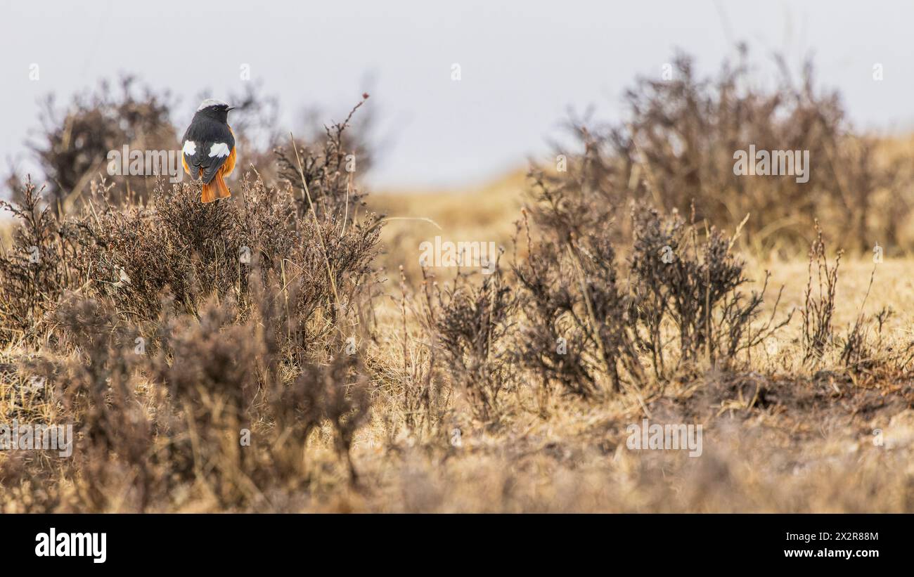 Birds of china hi-res stock photography and images - Alamy
