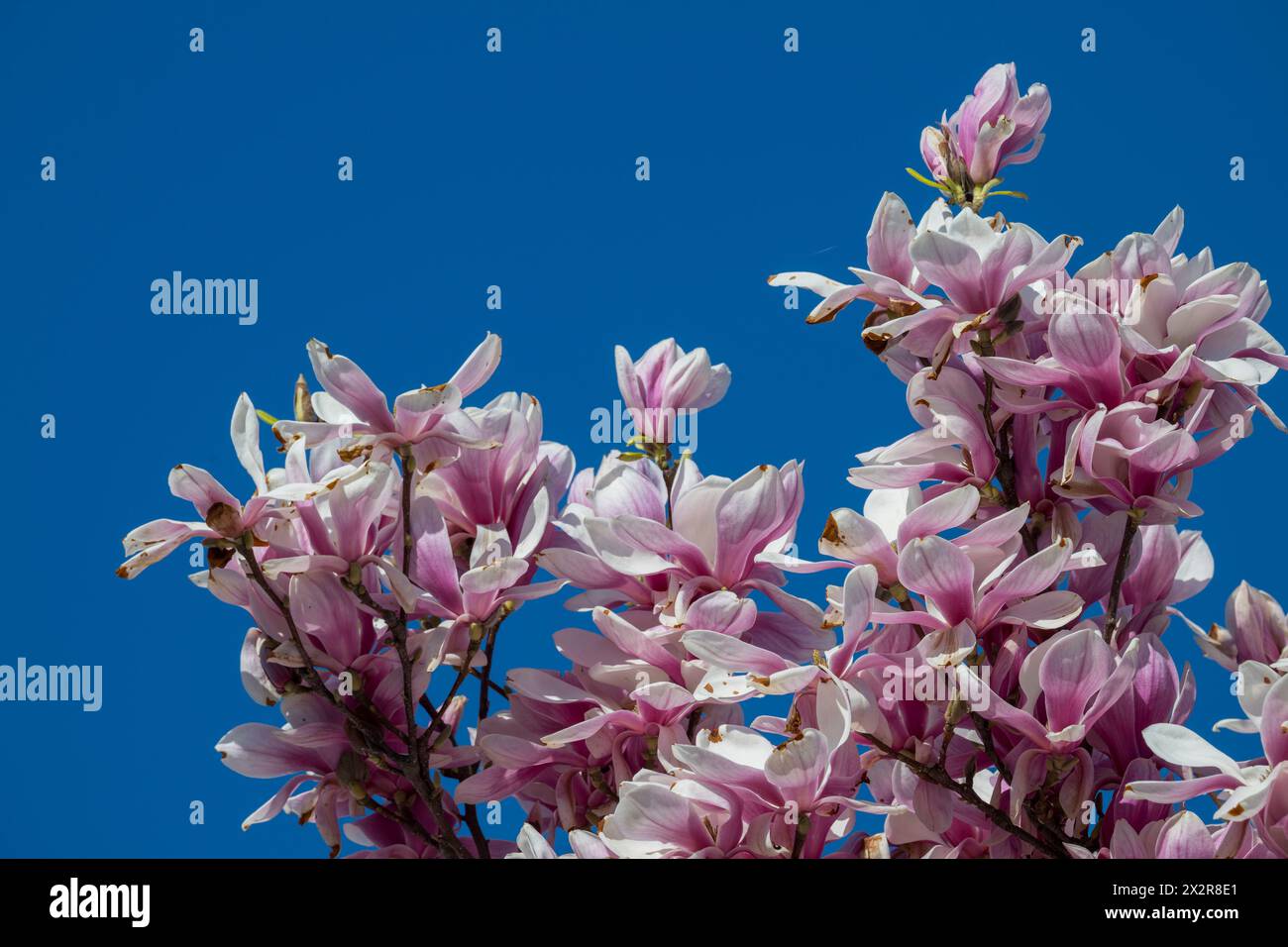 A pink magnolia tree flowering in the spring in Kirkland, Washington ...