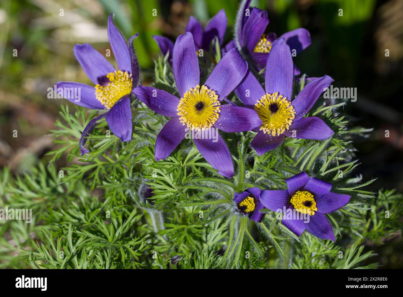American pasque flower hi-res stock photography and images - Alamy