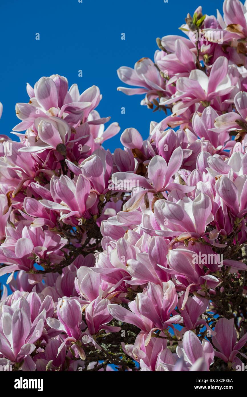 A pink magnolia tree flowering in the spring in Kirkland, Washington ...