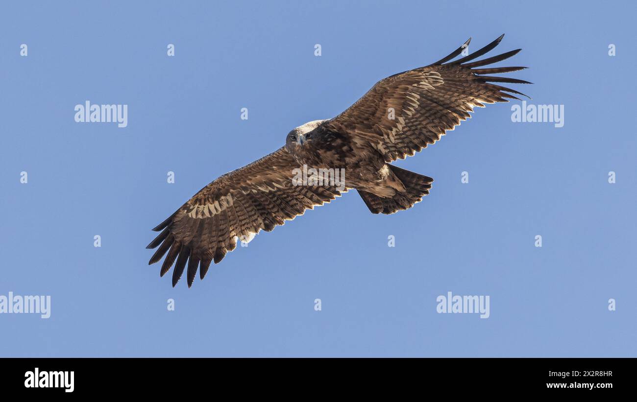 Adult Wild Chinese Steppe Eagle ssp nipalensis (Aquila nipalensis ...
