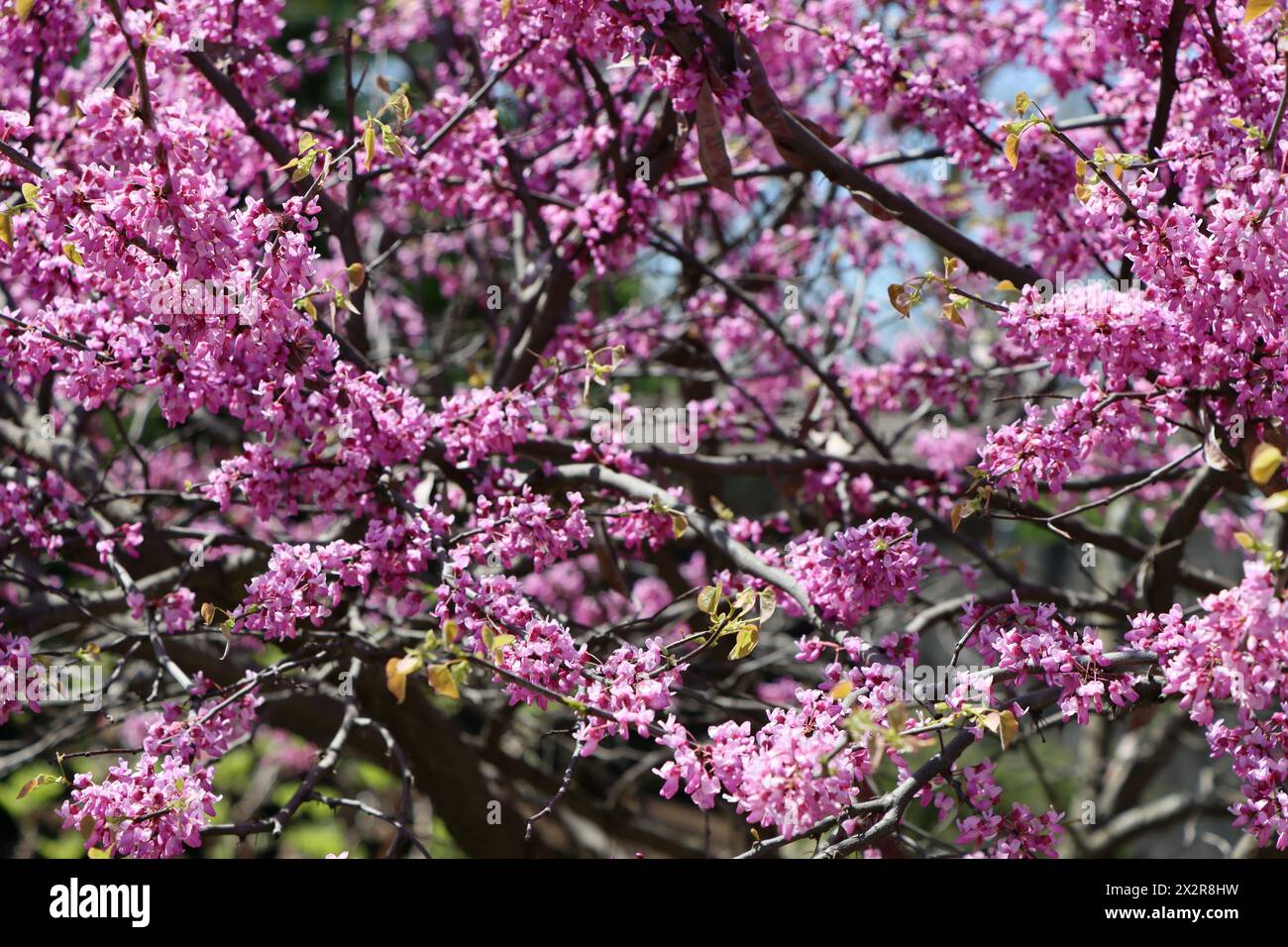Pink flowers in tree hi-res stock photography and images - Alamy