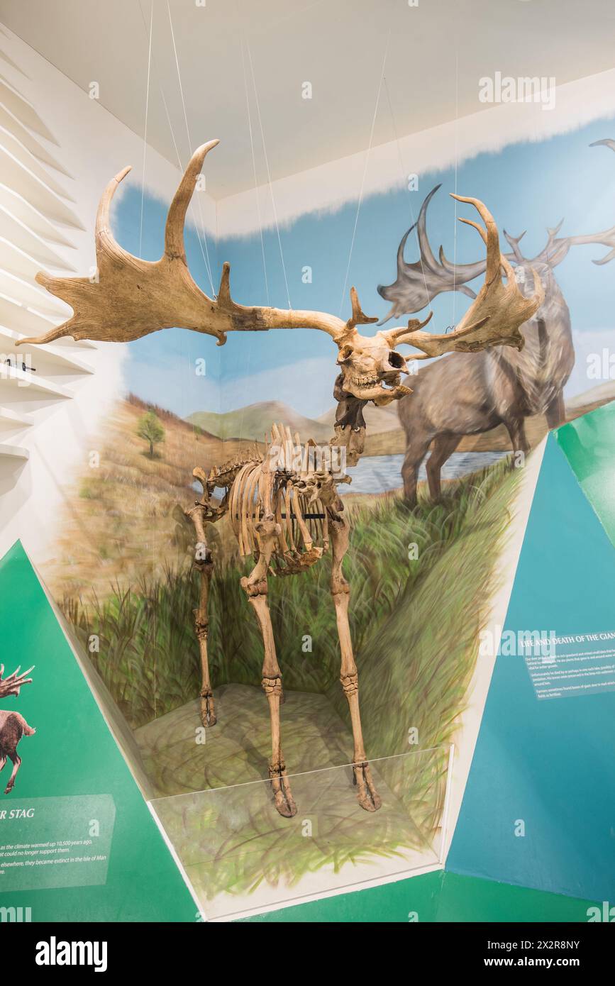 Conservation of giant deer skeleton manx museum hi-res stock ...