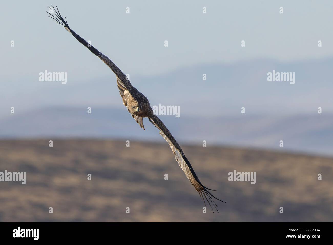 Frontal view of a flying Wild Chinese Steppe Eagle ssp nipalensis ...