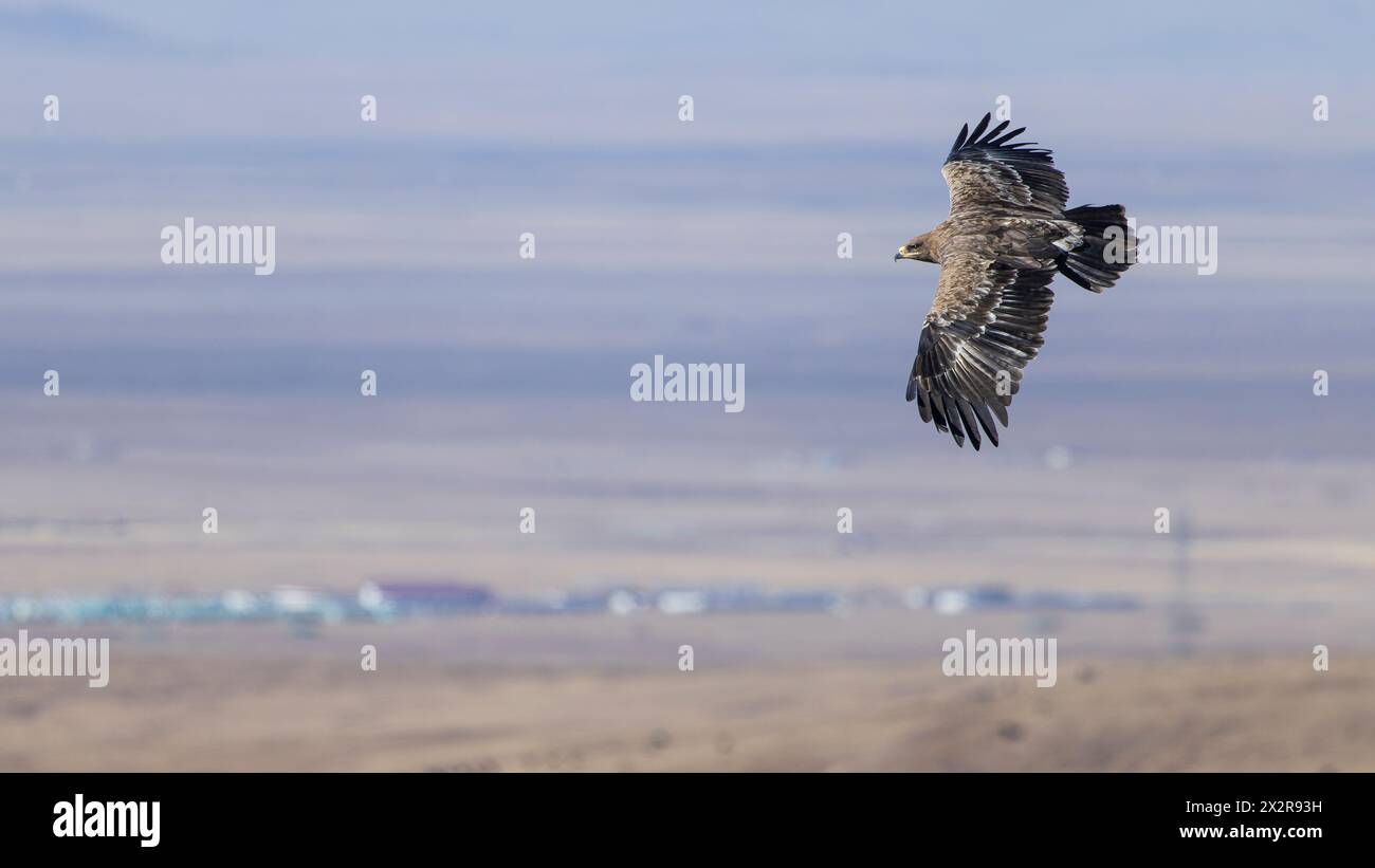 Landscape view of a Wild Chinese Steppe Eagle ssp nipalensis (Aquila ...