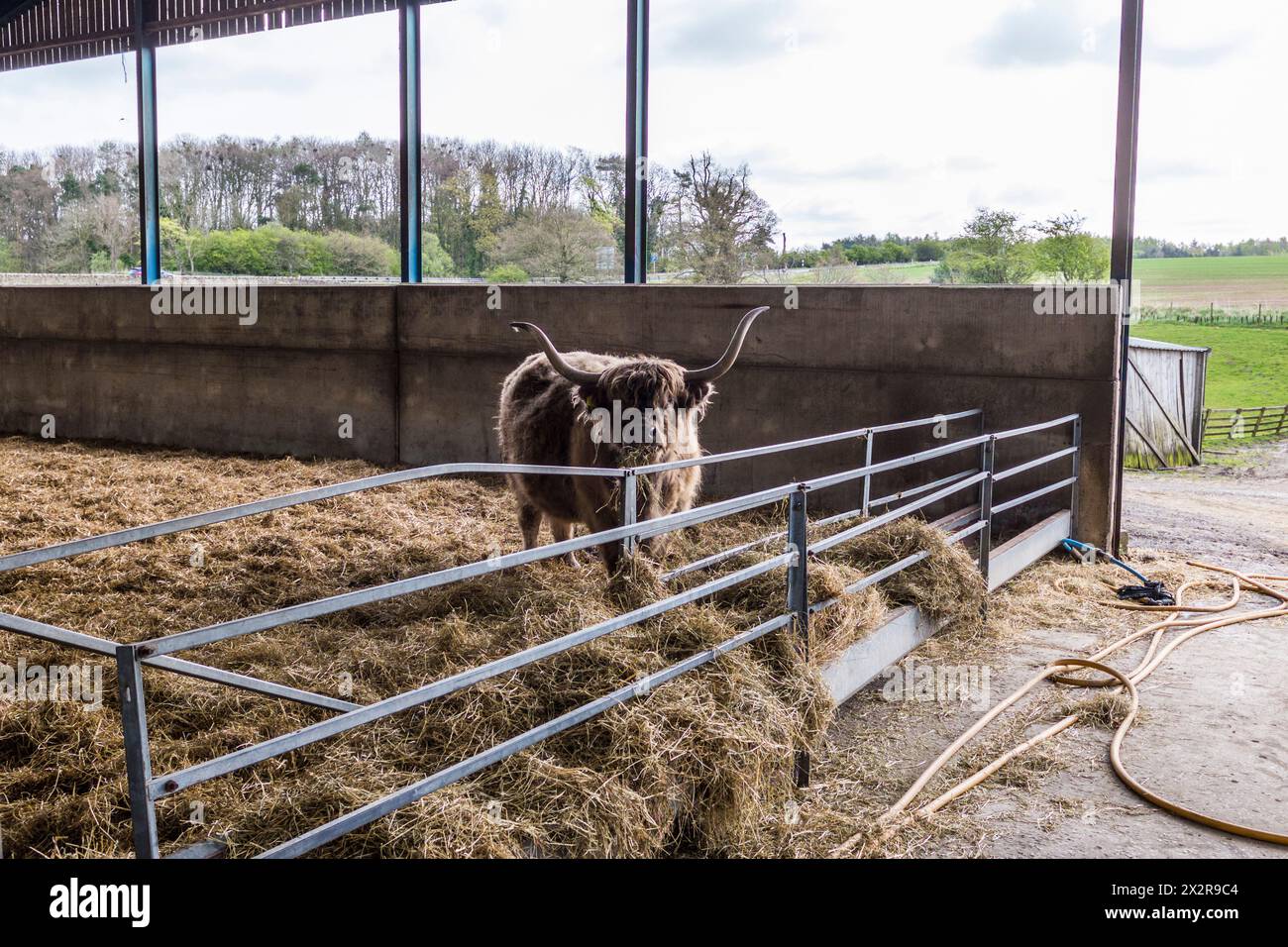 A highland cow in the Mainsgill Farm, Richmond,North Yorkshire,England ...