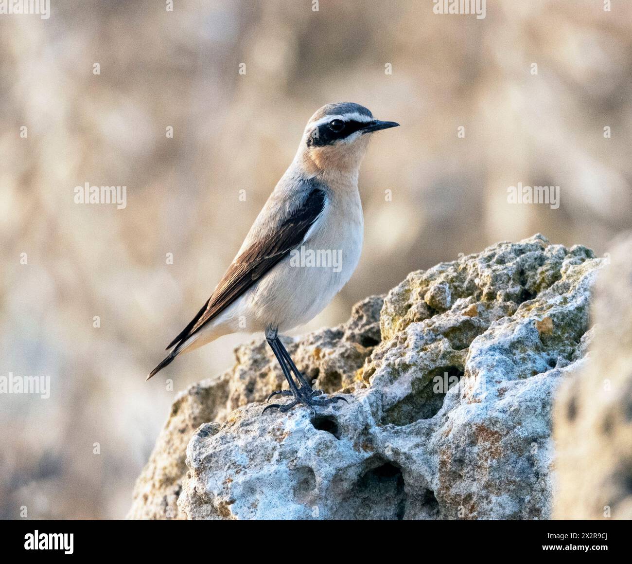 Male Northern Wheatear, (Oenanthe oenanthe) perched on a rock, paphos ...