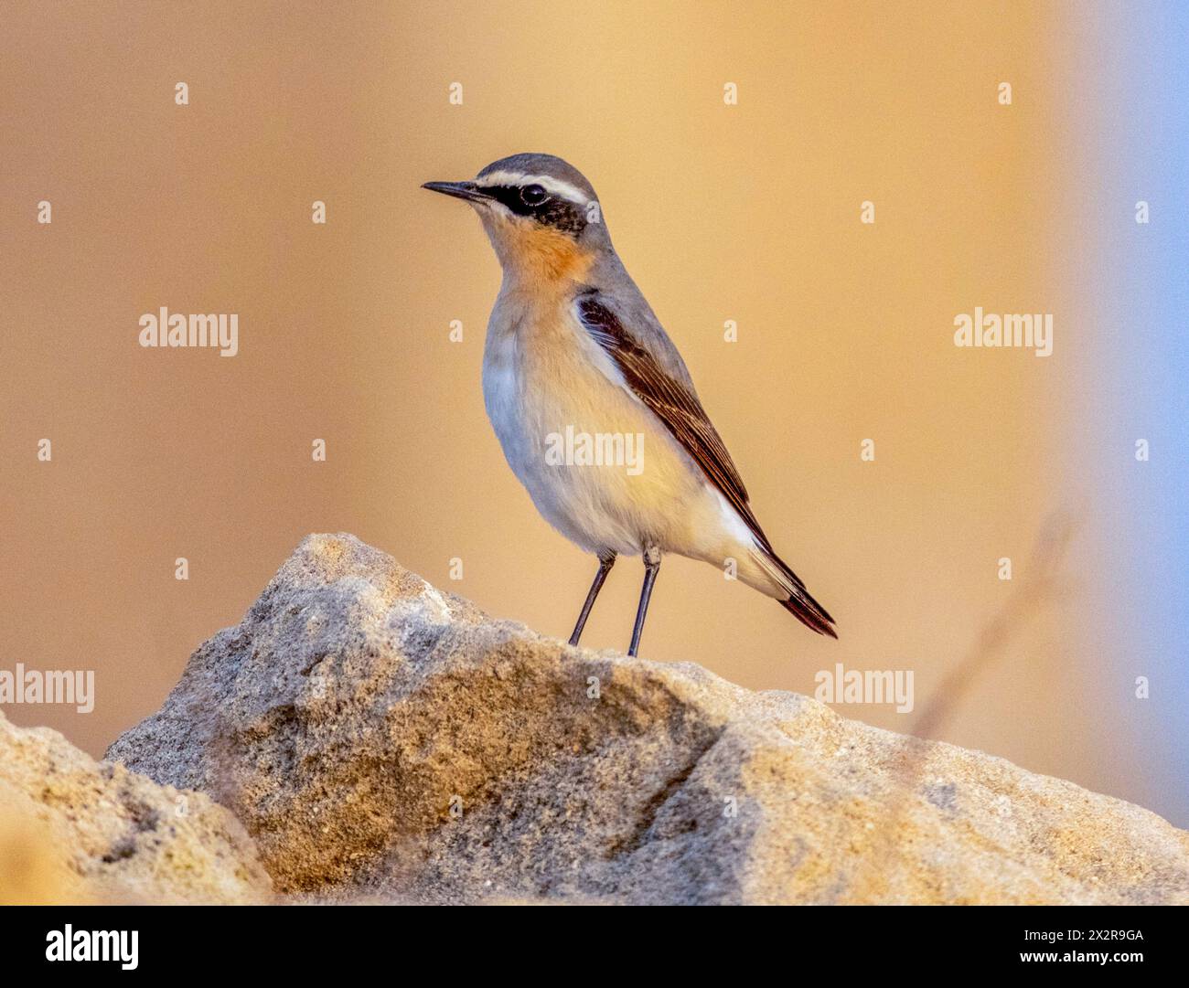 Male Northern Wheatear, (Oenanthe oenanthe) perched on a rock, paphos ...