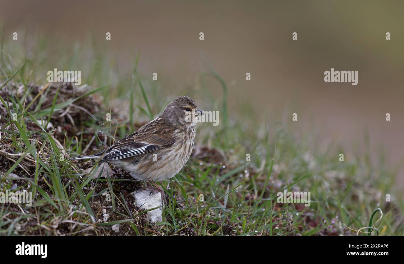 Linnet female sitting on ground Stock Photo - Alamy