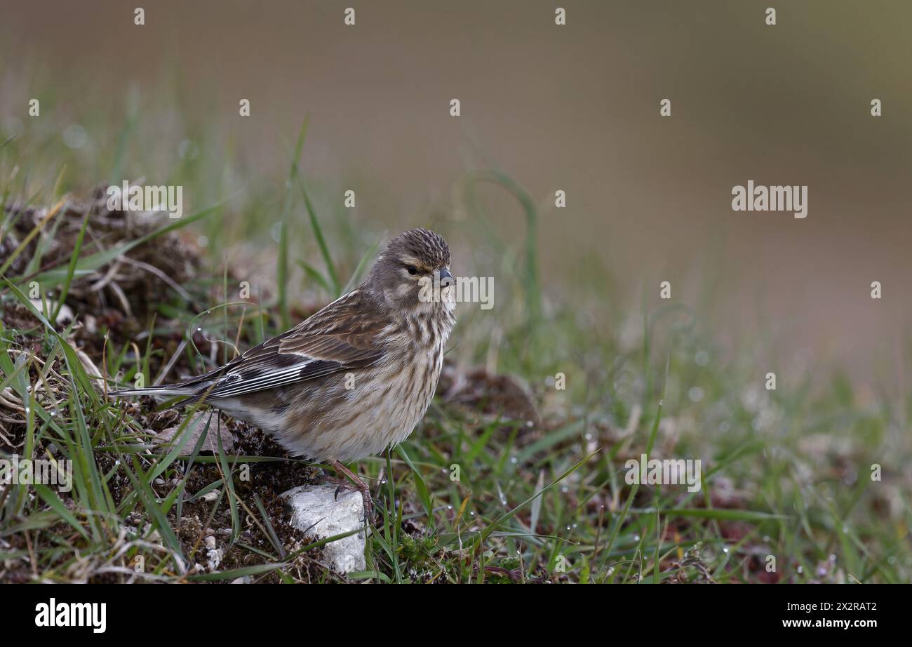 Female Linnet on ground Stock Photo - Alamy