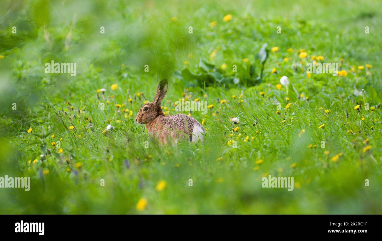 Wild hare Lepus europaeus is resting on the field in sunny spring ...