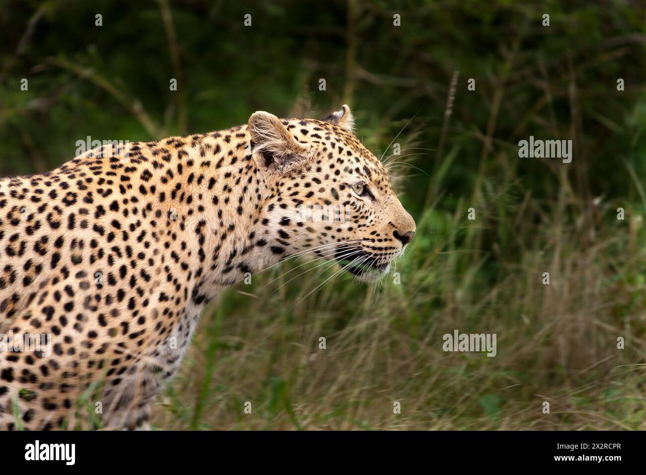 leopard walking (panthera pardus) kruger national park Stock Photo - Alamy leopard walking (panthera pardus) kruger national park Stock Photo - Alamy