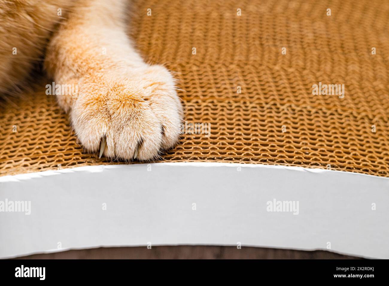 a cat's paw with claws extended lies on a floor scratching post. cat ...