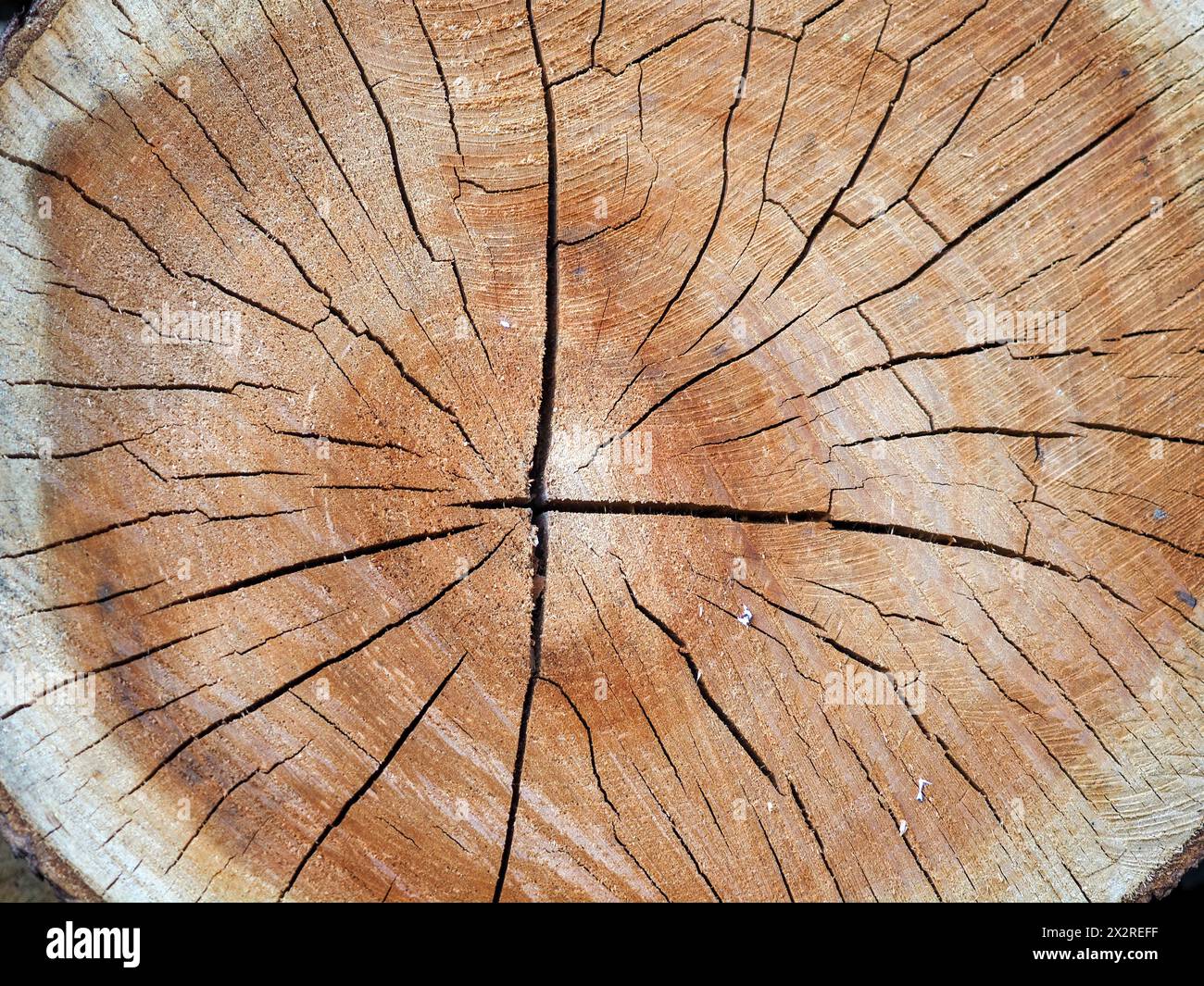 Log end view hi-res stock photography and images - Alamy