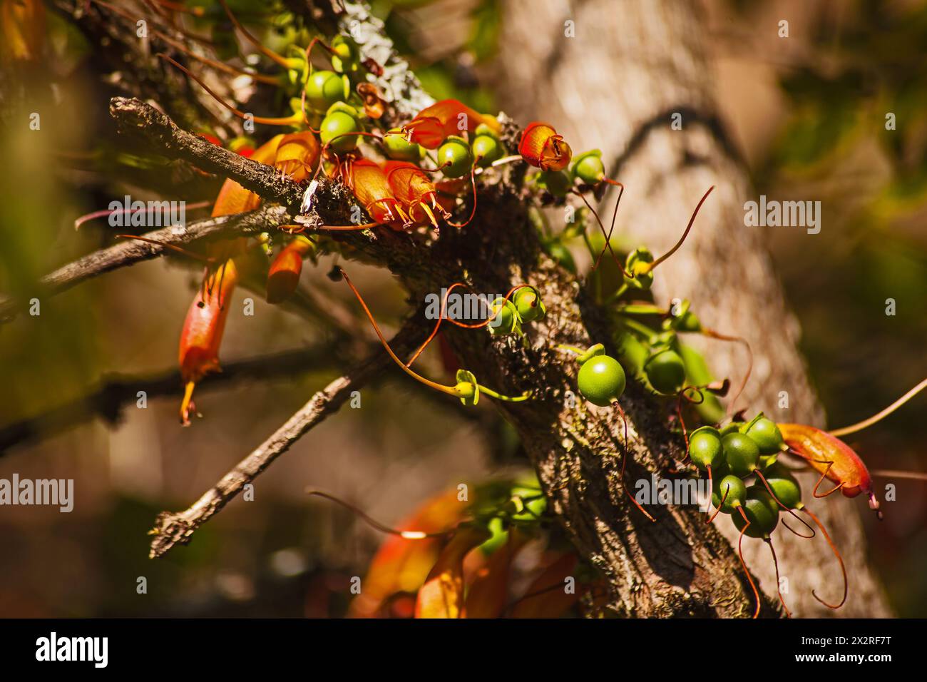 Macro of the flowers and fruits of the Tree Fuchsia (Halleria lucida ...