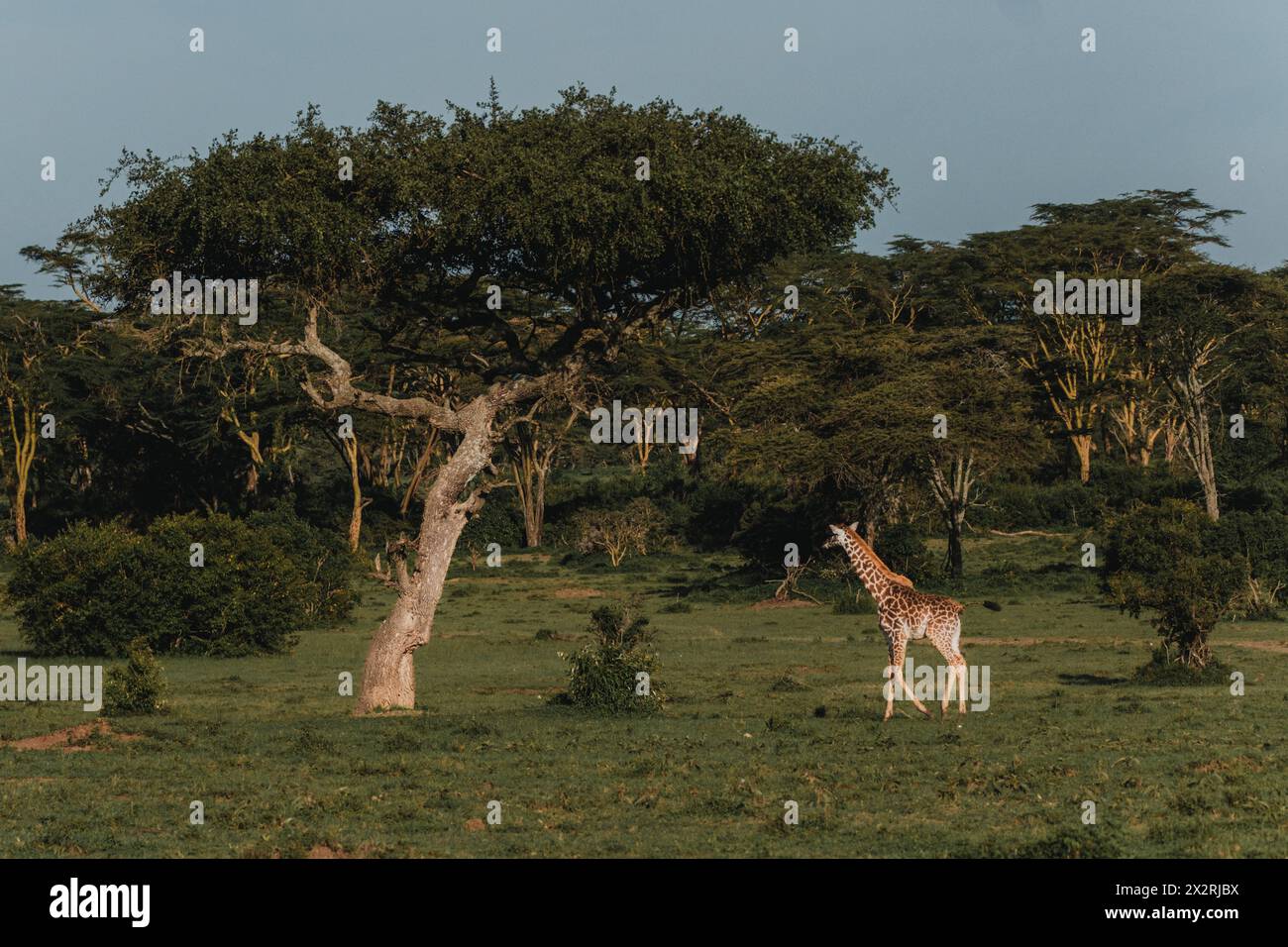 Juvenile giraffe standing tall among the acacia trees in Masai Mara ...