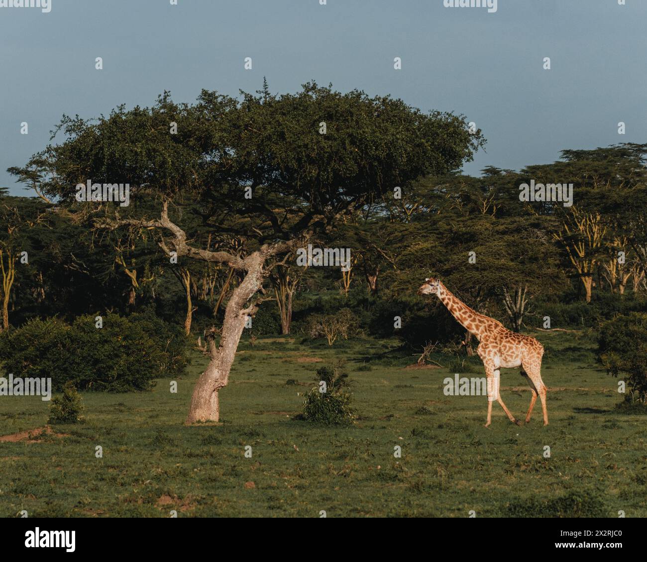 Giraffe standing tall among the acacia trees in Masai Mara Stock Photo ...
