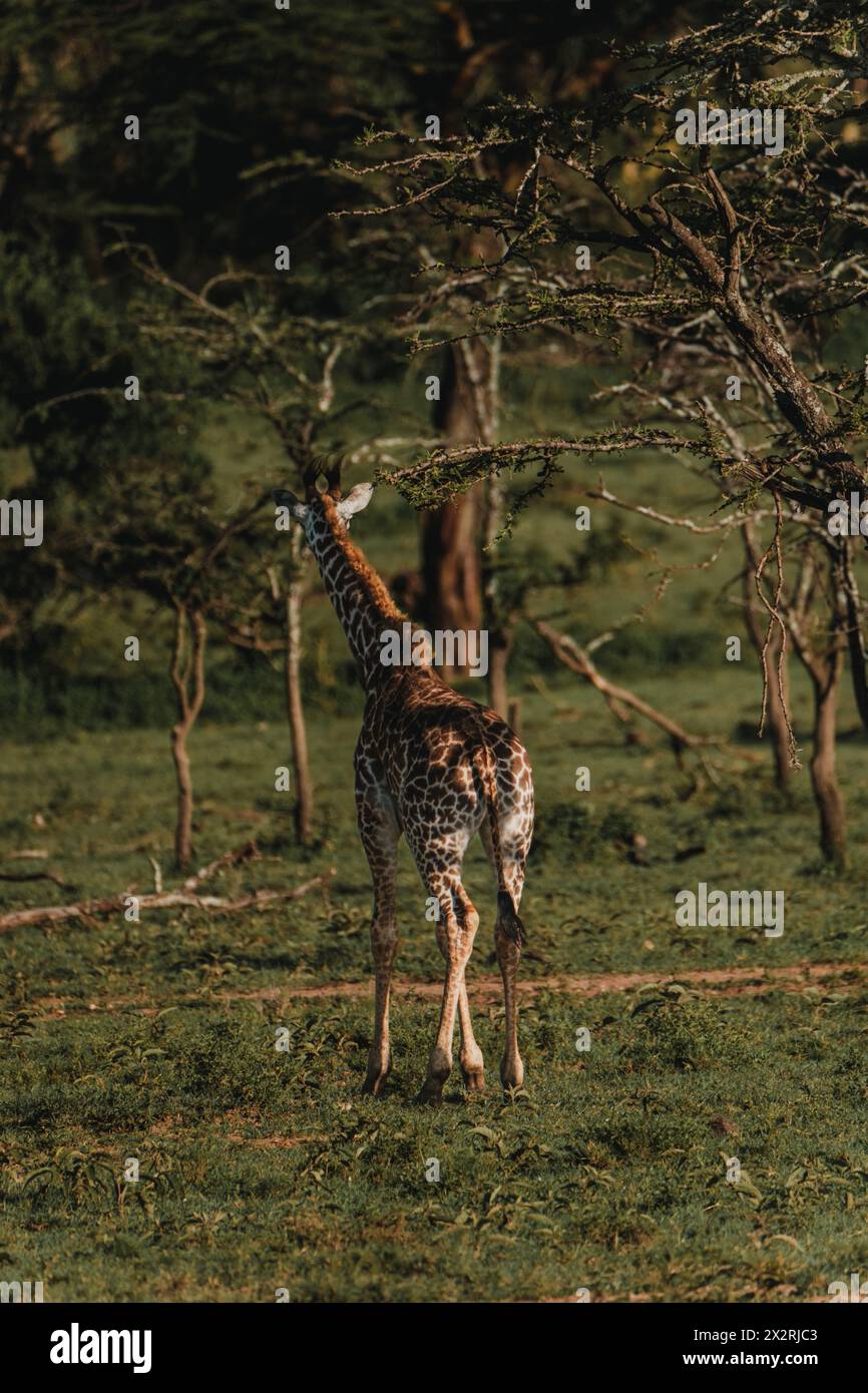 Juvenile giraffe standing tall among the acacia trees in Masai Mara ...
