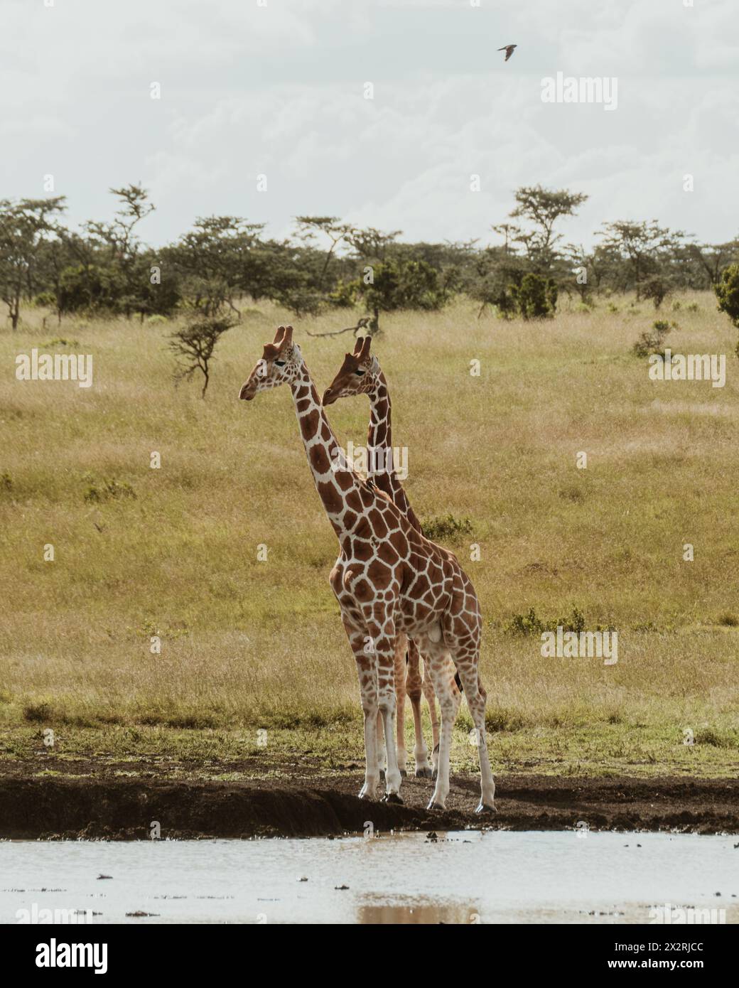 Two giraffes standing tall on the Ol Pejeta plains, Kenya Stock Photo ...