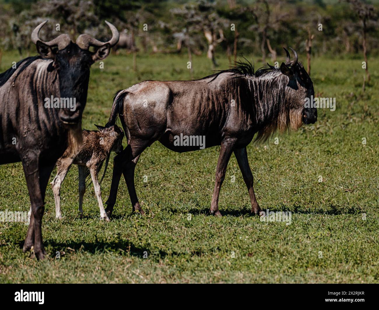 Nurture native wildlife hi-res stock photography and images - Alamy