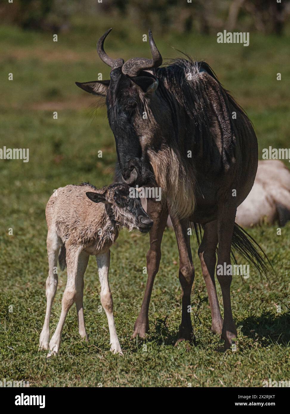 Nurture native wildlife hi-res stock photography and images - Alamy