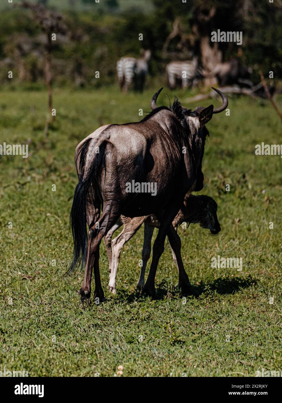 Nurture native wildlife hi-res stock photography and images - Alamy