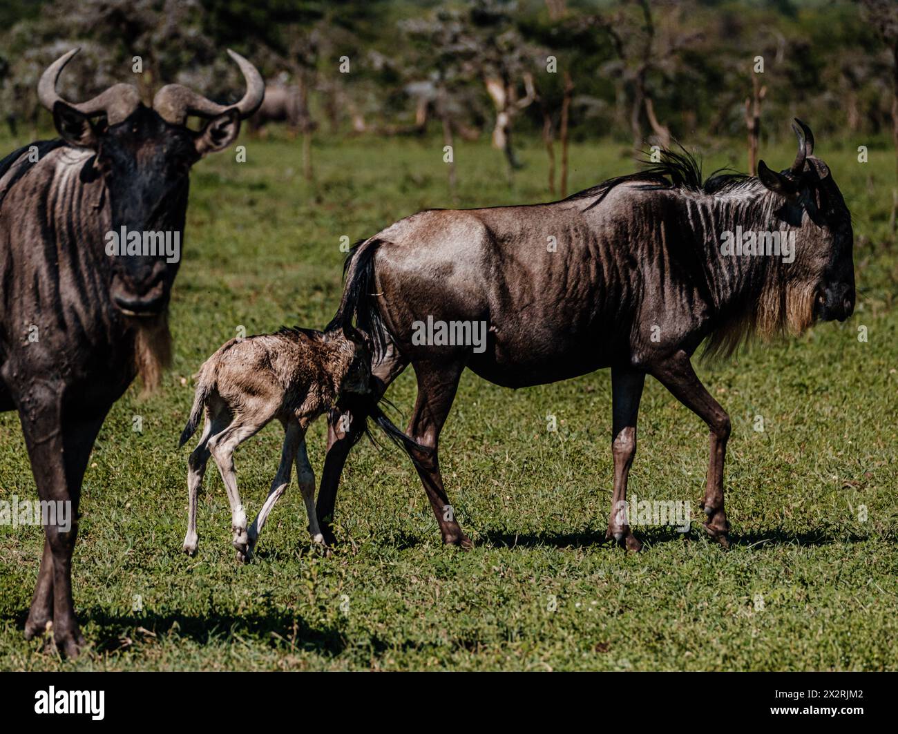 Wildebeest mother newborn calf hi-res stock photography and images - Alamy
