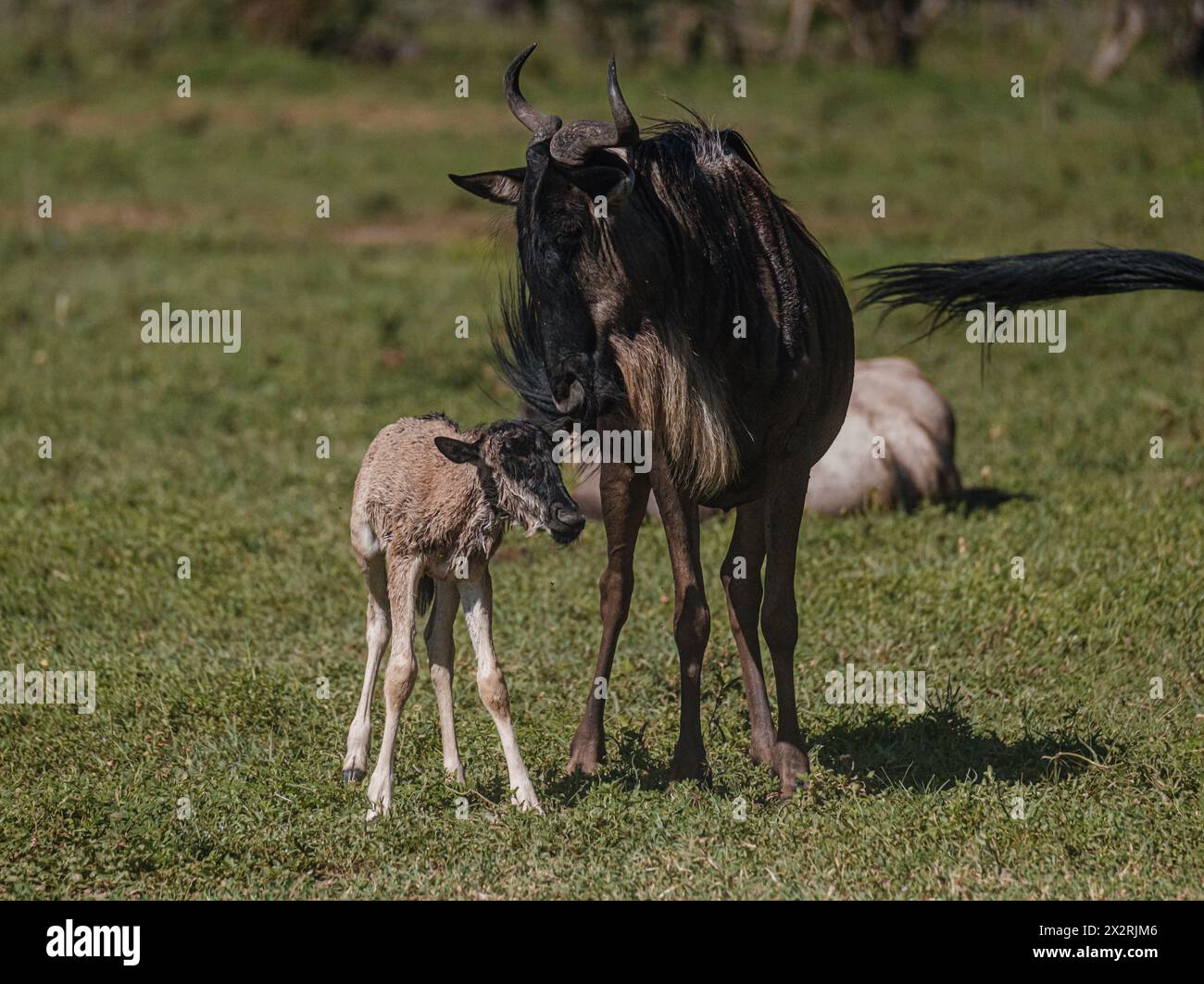 Nurture native wildlife hi-res stock photography and images - Alamy