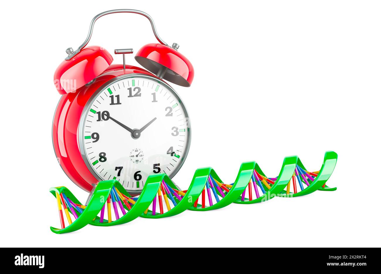 DNA spiral with alarm clock, 3D rendering isolated on white background ...