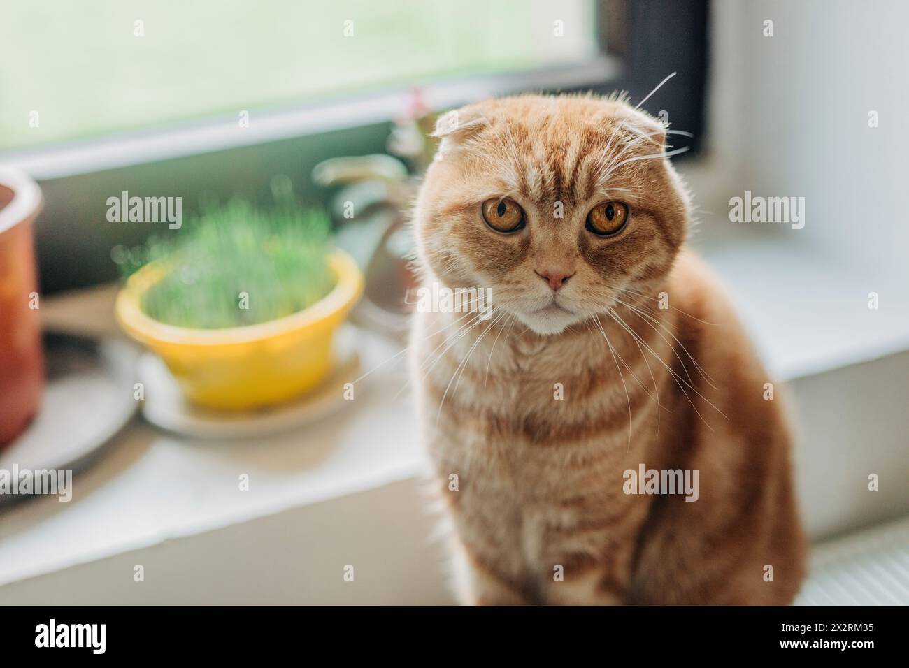 Scottish fold ginger cat sitting near window at home Stock Photo - Alamy