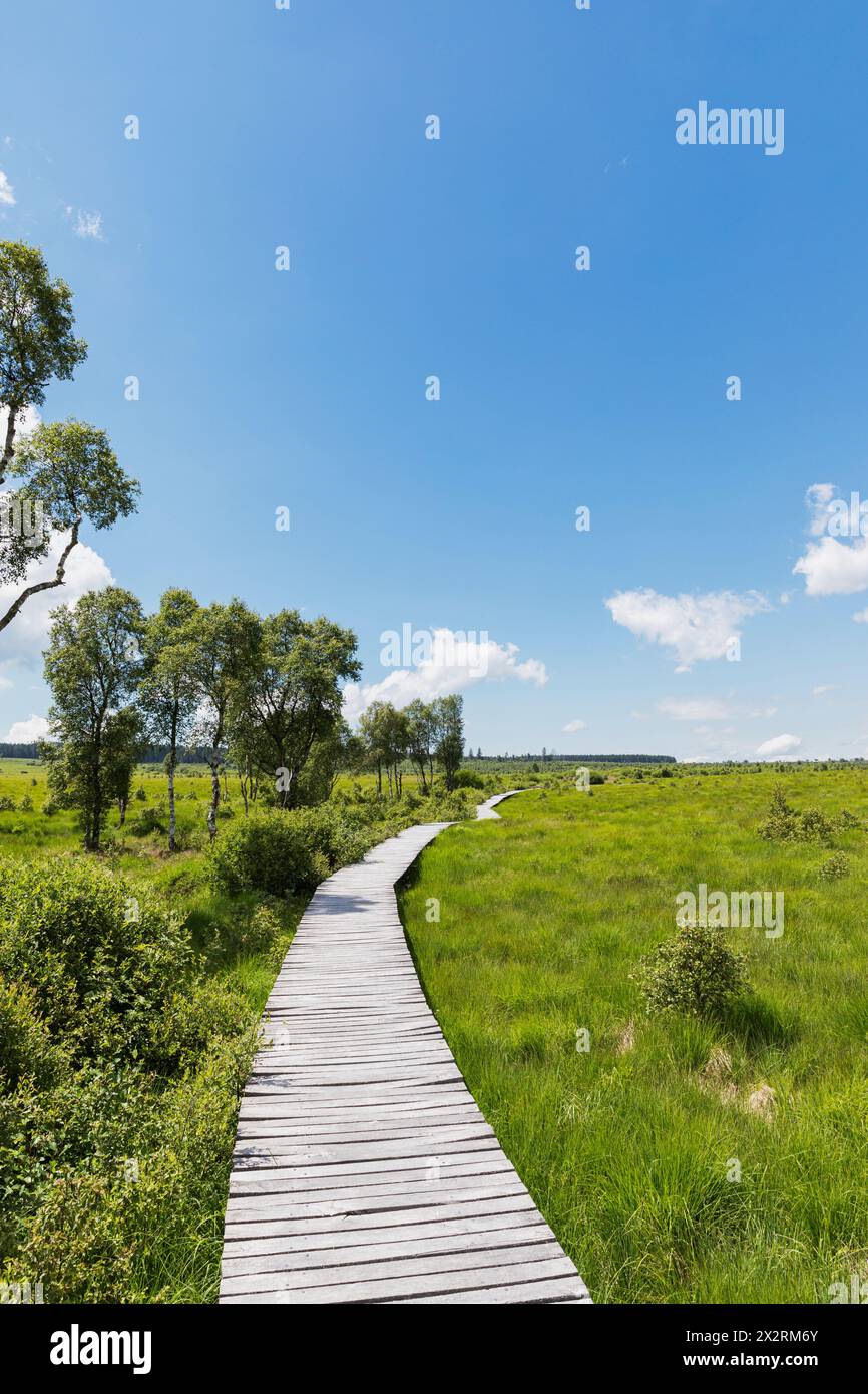 Broadwalk amidst plateau in High Fens Nature Park at Belgium Stock ...