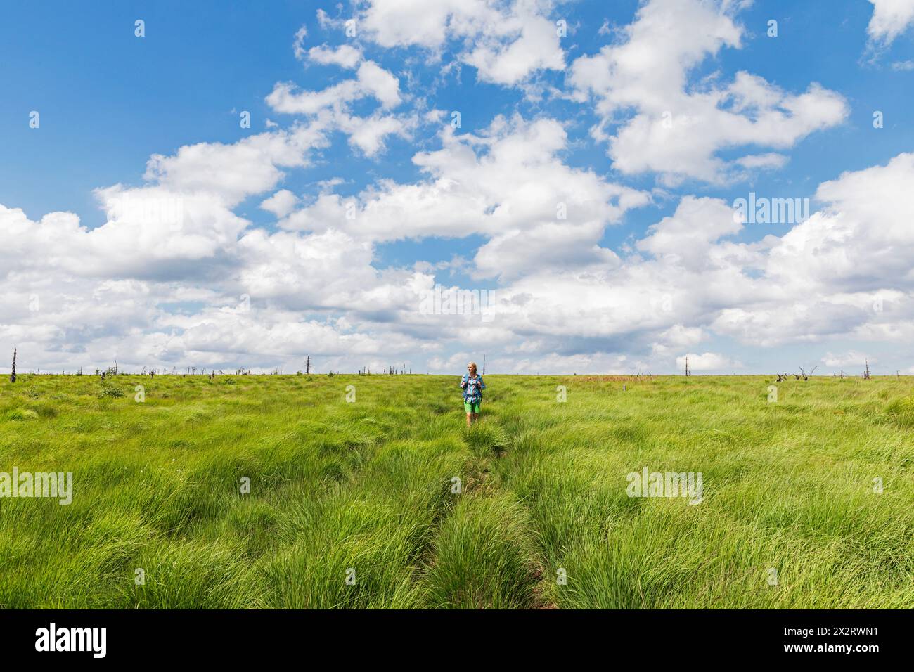 Mature hiker standing amidst moor in High Fens Nature Park at Belgium ...