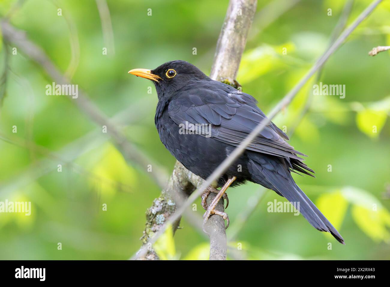 Songbird turdus merula hi-res stock photography and images - Alamy