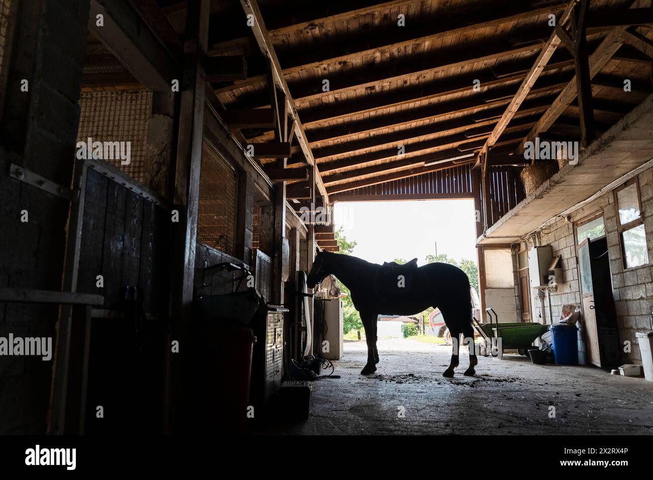 Silhouette horse standing in stable Stock Photo - Alamy