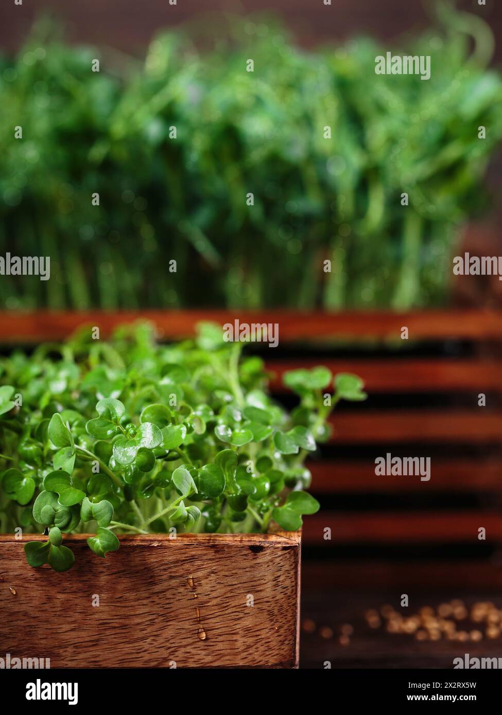 DIY Microgreens Farming Stock Photo - Alamy
