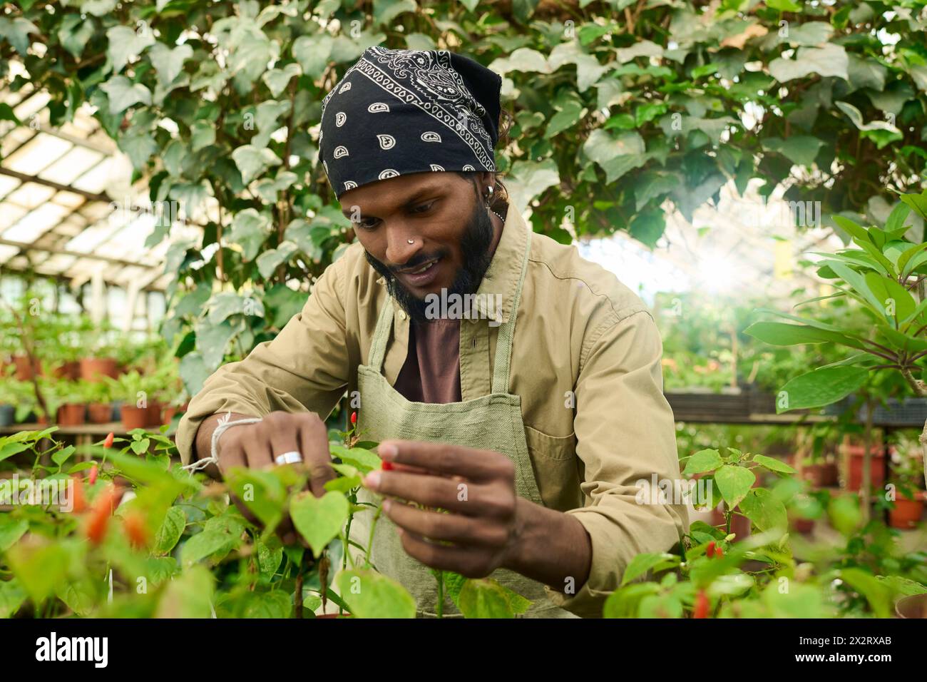 Farmer harvesting organic green chili hi-res stock photography and ...