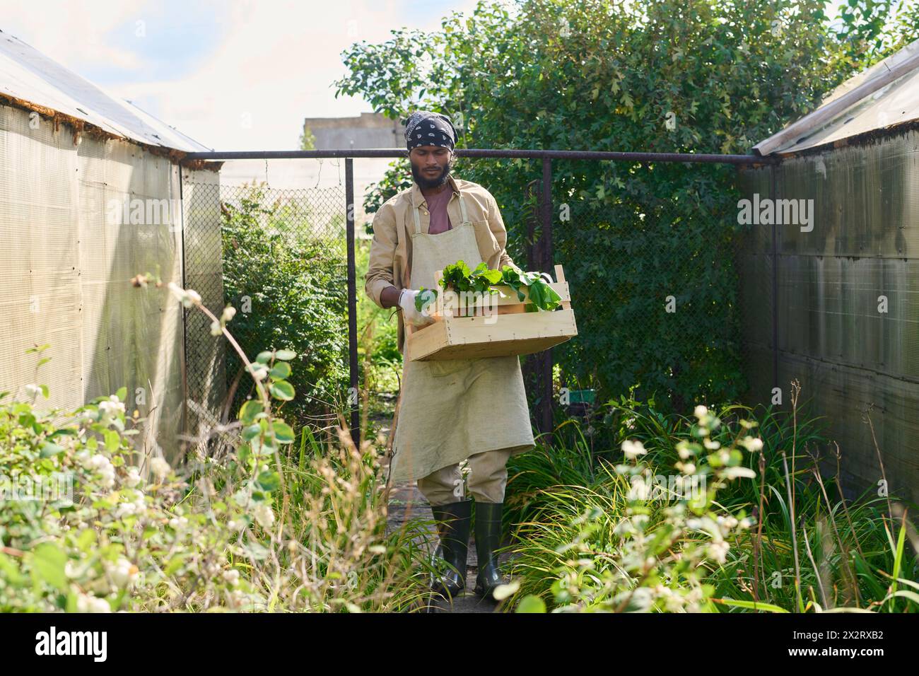 Gardener carrying crate of plants in garden Stock Photo - Alamy