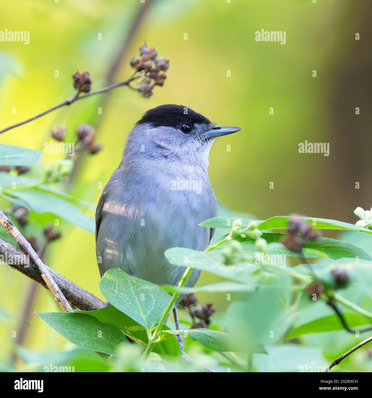 side view of male eurasian blackcap in the bushes (Sylvia atricapilla ...