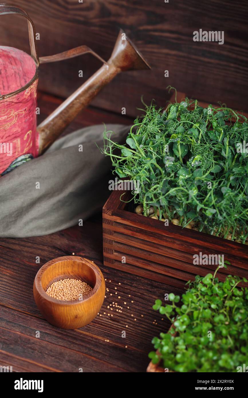 Green Living with Mustard Microgreens Stock Photo - Alamy