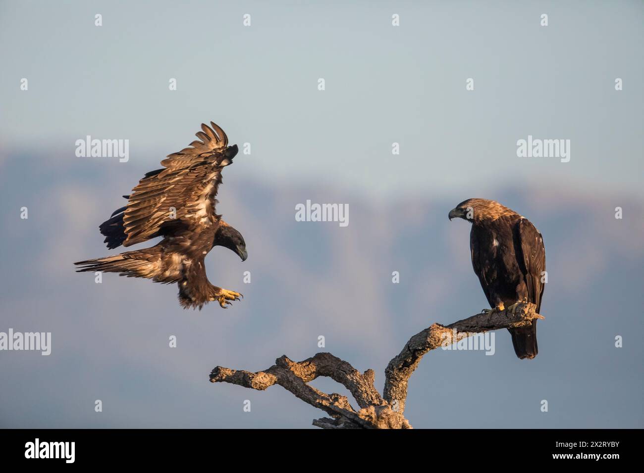 Imperial eagle (Aquila adalberti) landing on branch Stock Photo - Alamy