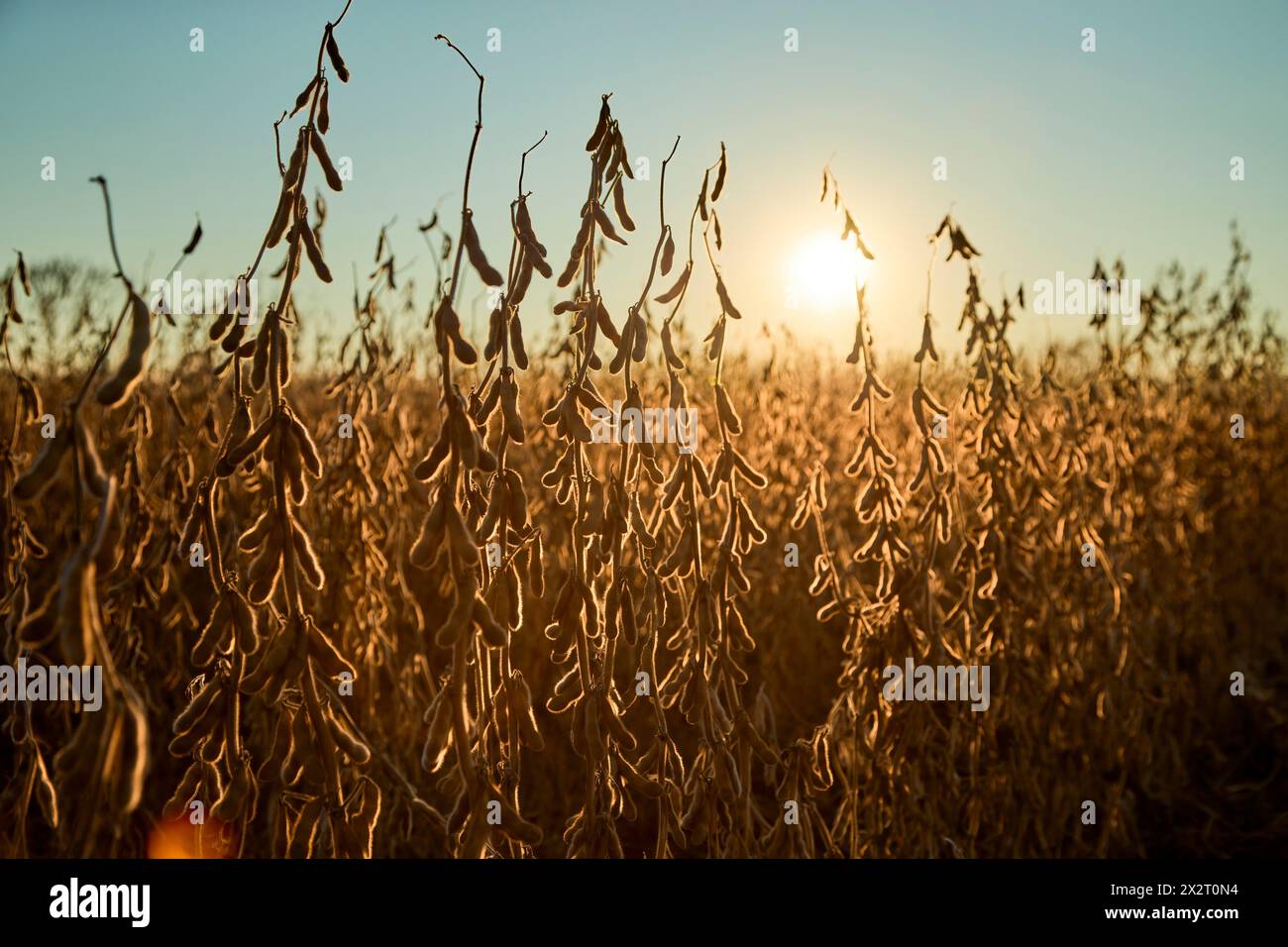 Ripe crops in field hi-res stock photography and images - Alamy