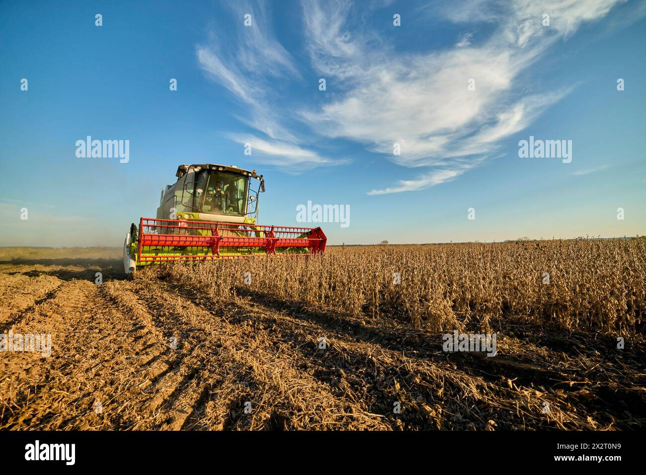 Combine harvester harvesting soybean in field Stock Photo - Alamy