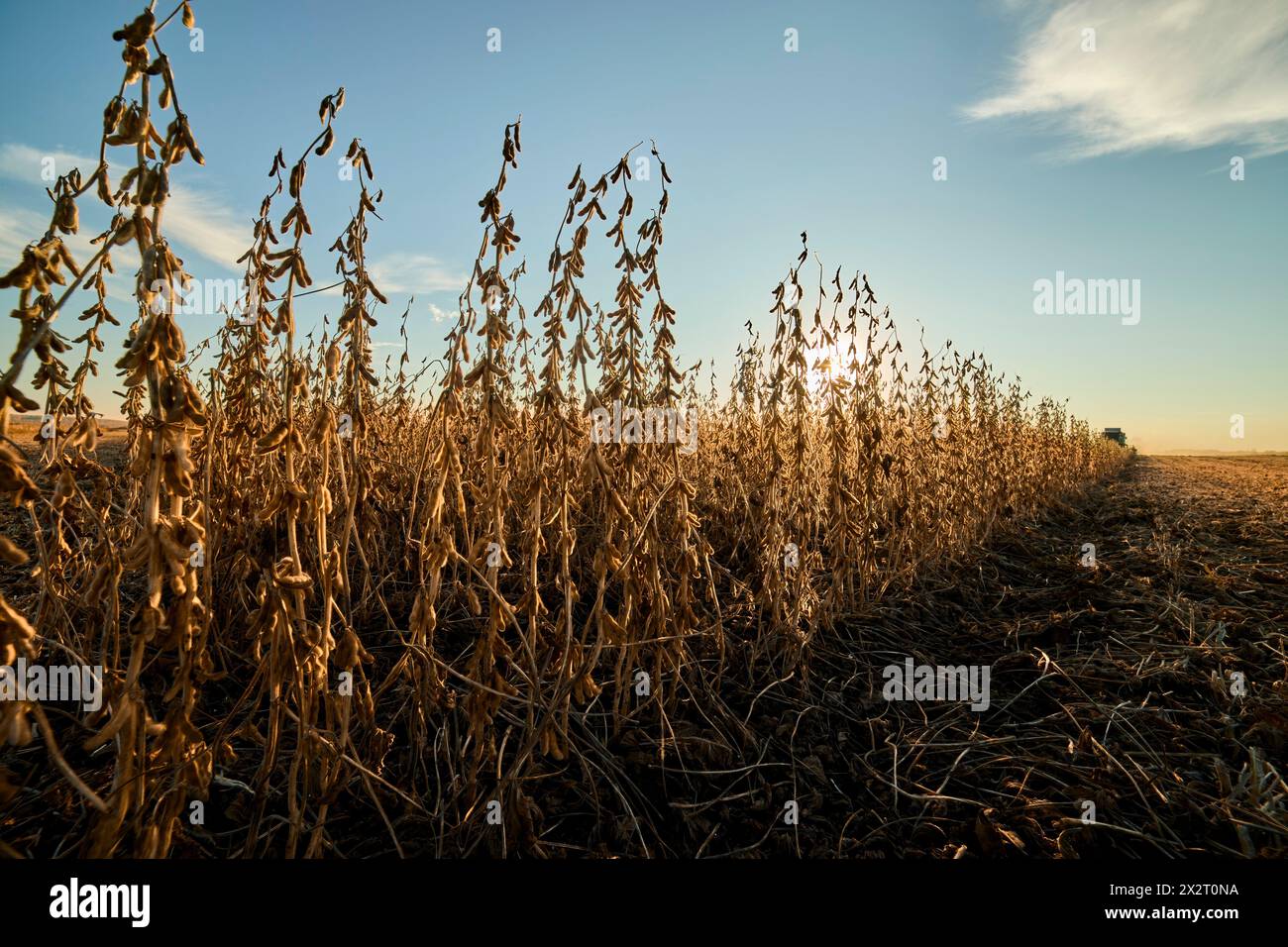 Soybean crops in field at sunset Stock Photo - Alamy