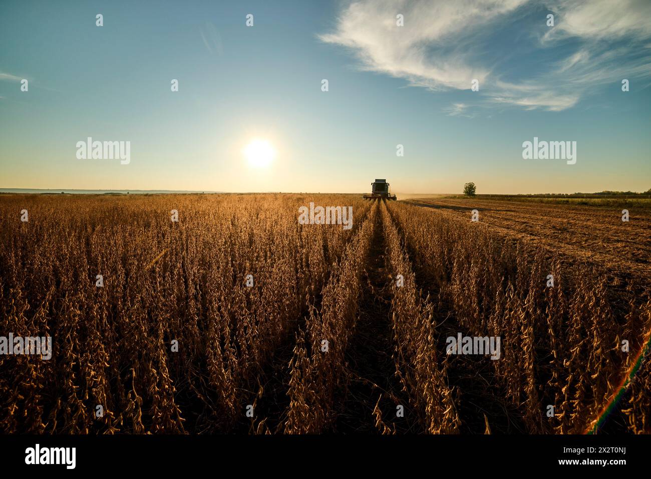 Tractor harvesting soybean crops in field at sunset Stock Photo - Alamy