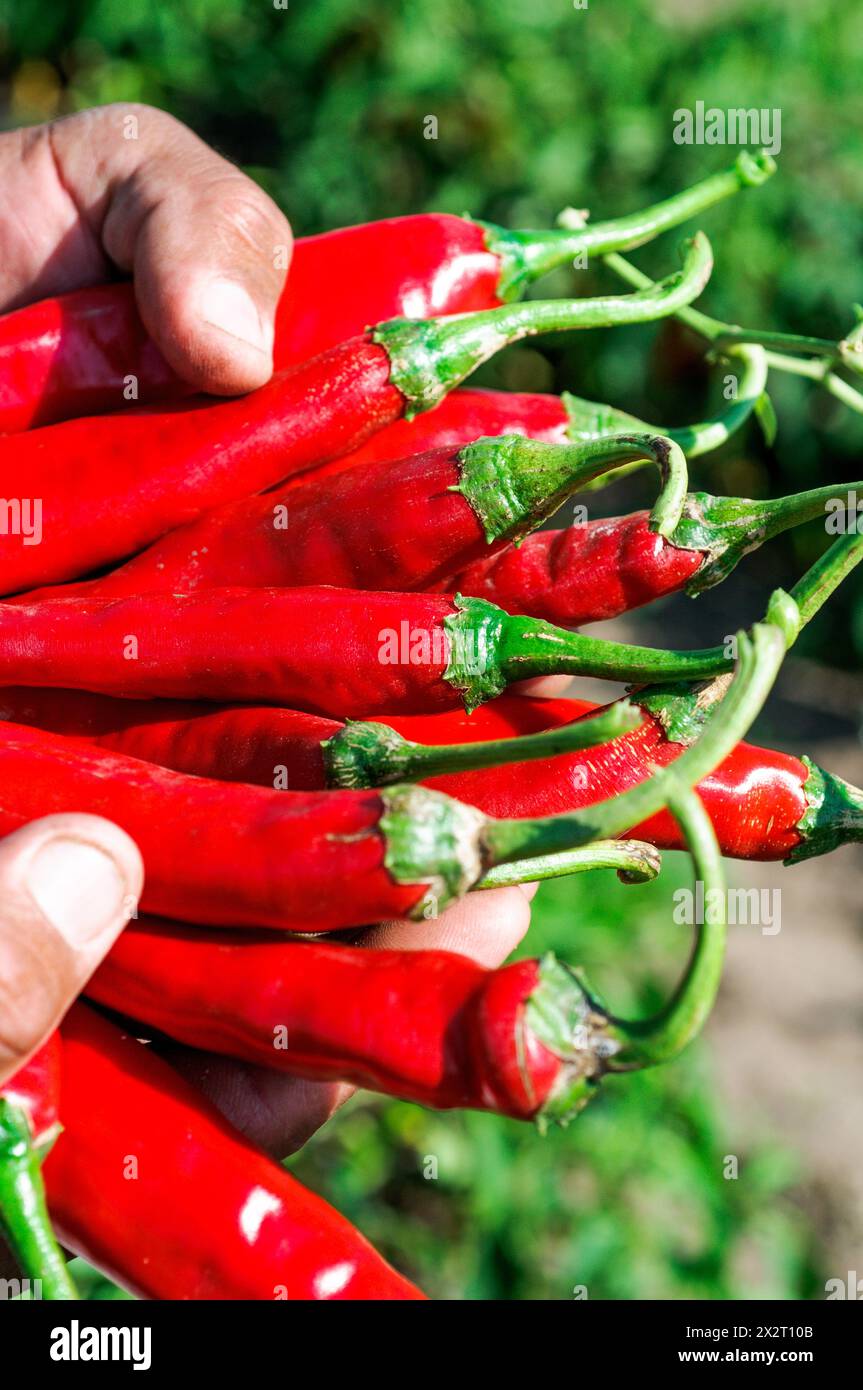 Mexico, Sinaloa, Hands of man holding bunch of red chili peppers Stock ...