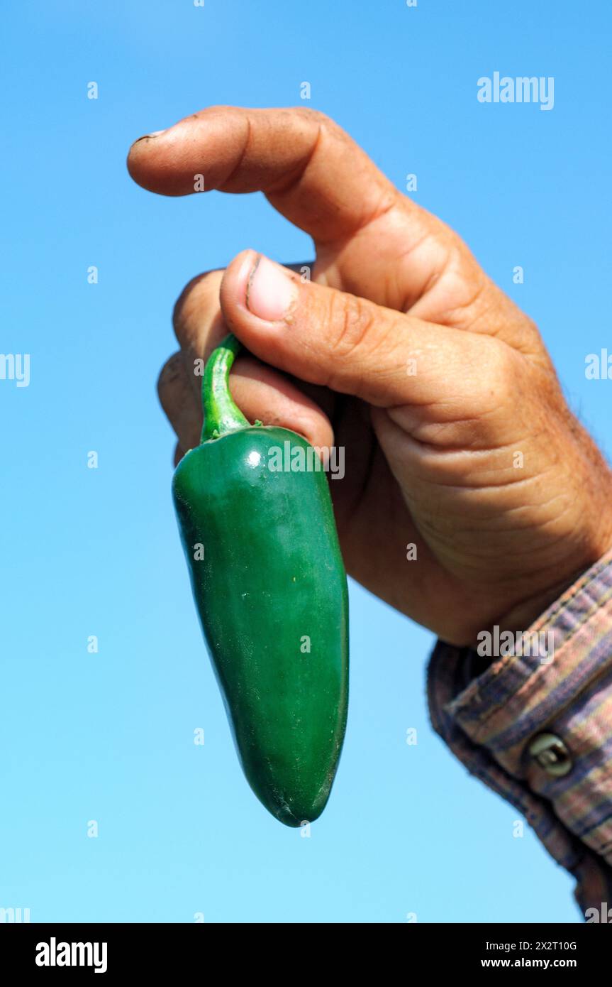 Mexico, Sinaloa, Hand of man holding jalapeno pepper Stock Photo - Alamy