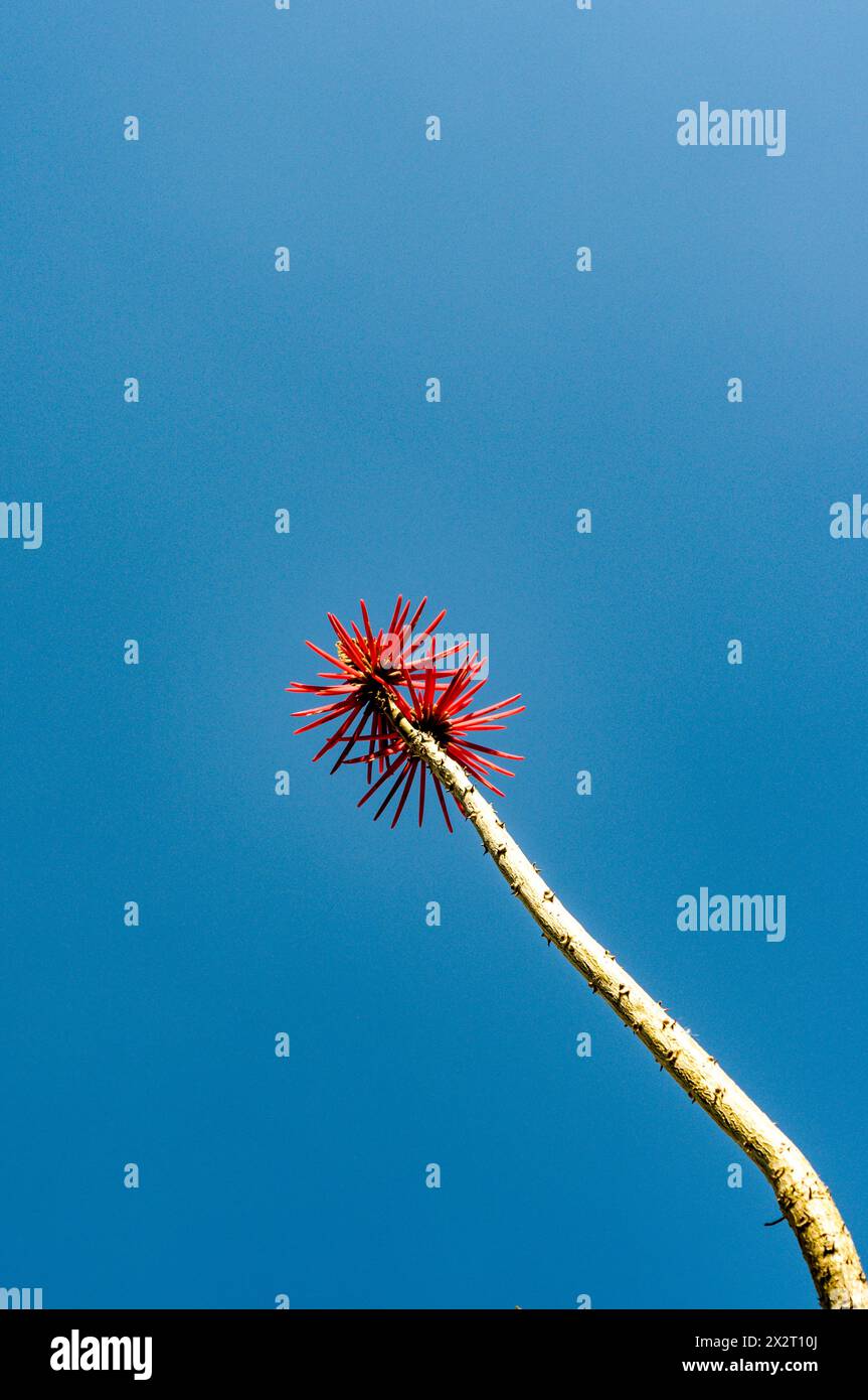 Clear stalk hi-res stock photography and images - Alamy