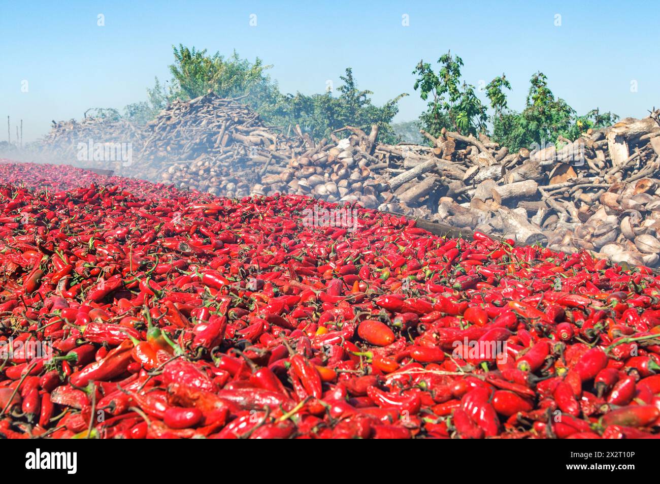 Mexico, Sinaloa, Red chili peppers roasting on open fire with wood and ...