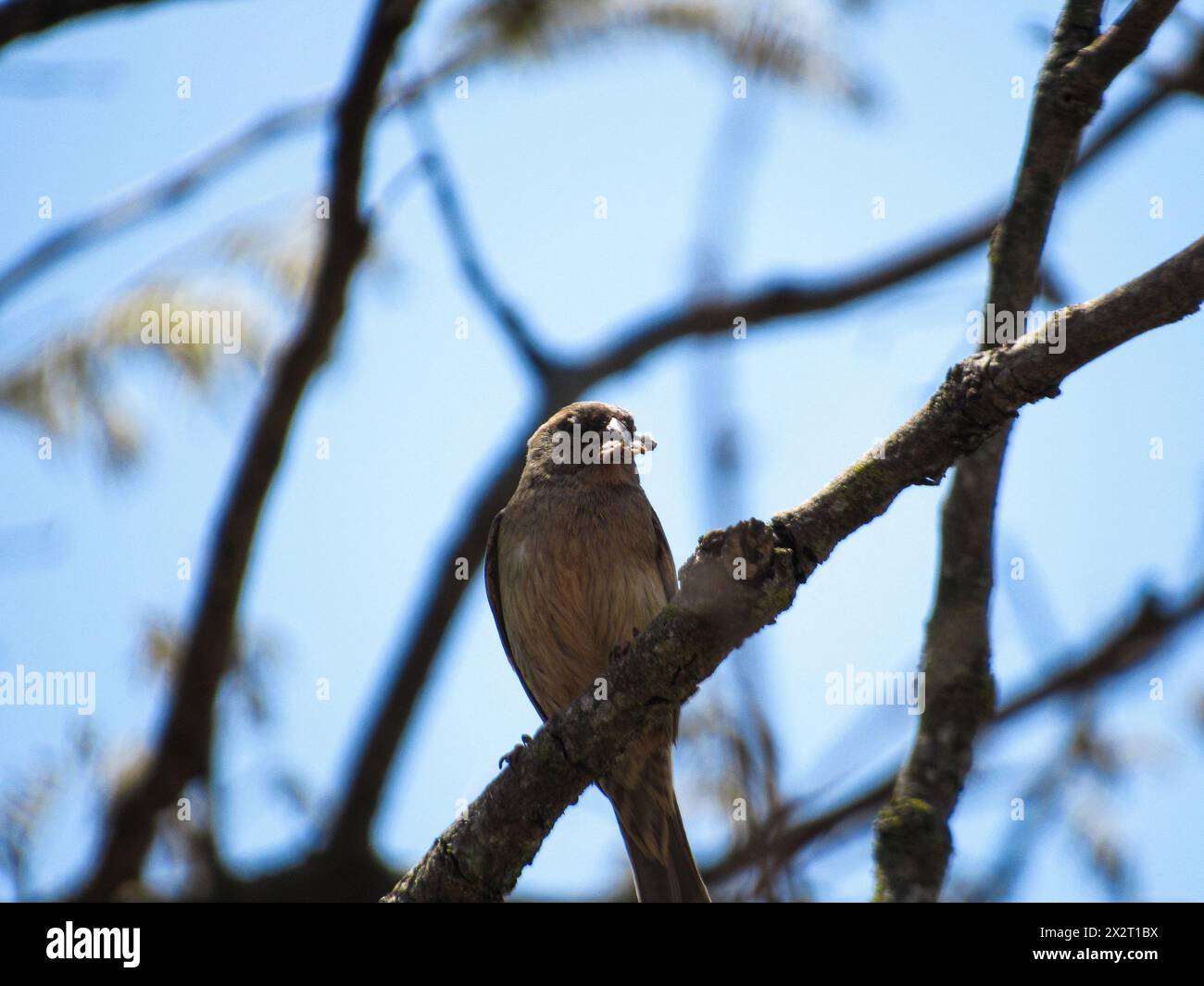 A gray bird, long beak, small eyes, perched with its little feet on the ...