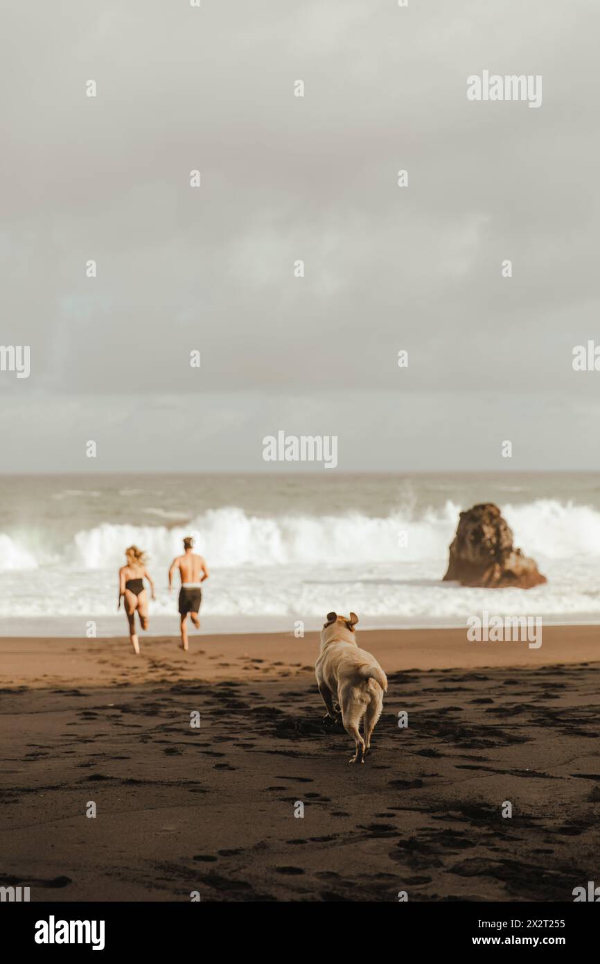 Dog running behind couple towards sea at beach Stock Photo - Alamy